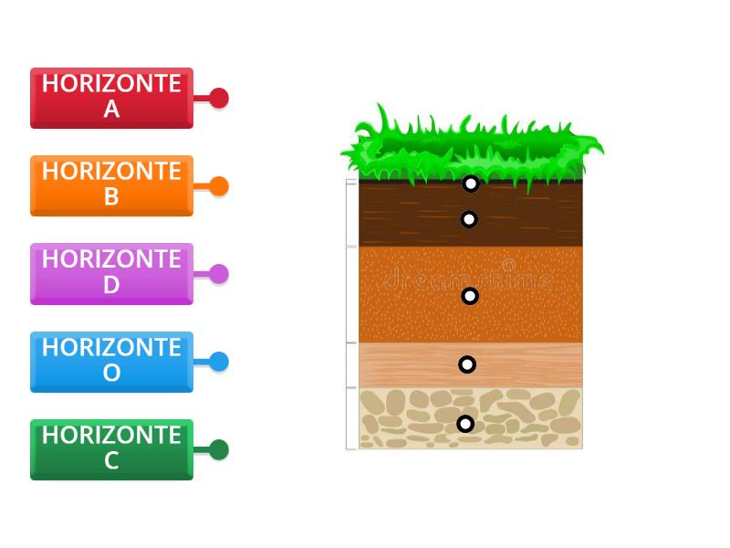 ESTRATOS DEL SUELO - Labelled diagram
