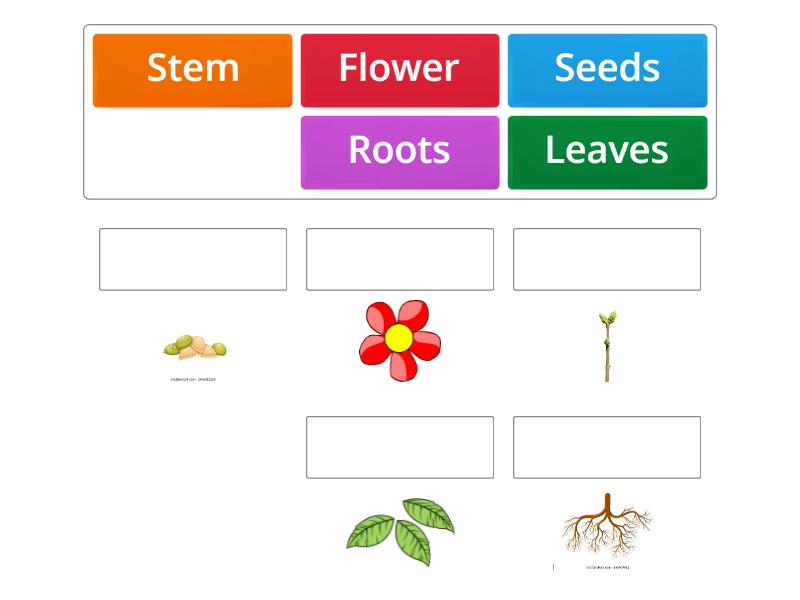 Parts of plants - Match up