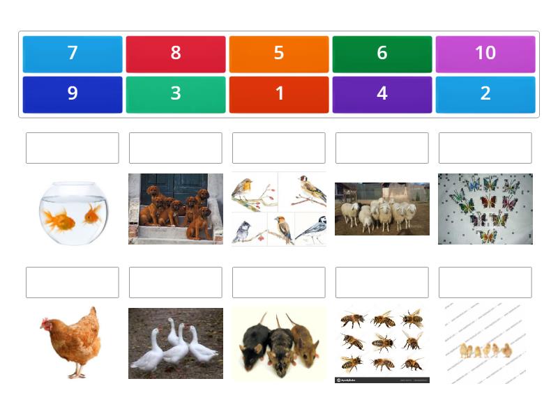 conta gli animali - Match up