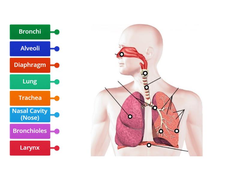 Respiratory system structure - Labelled diagram