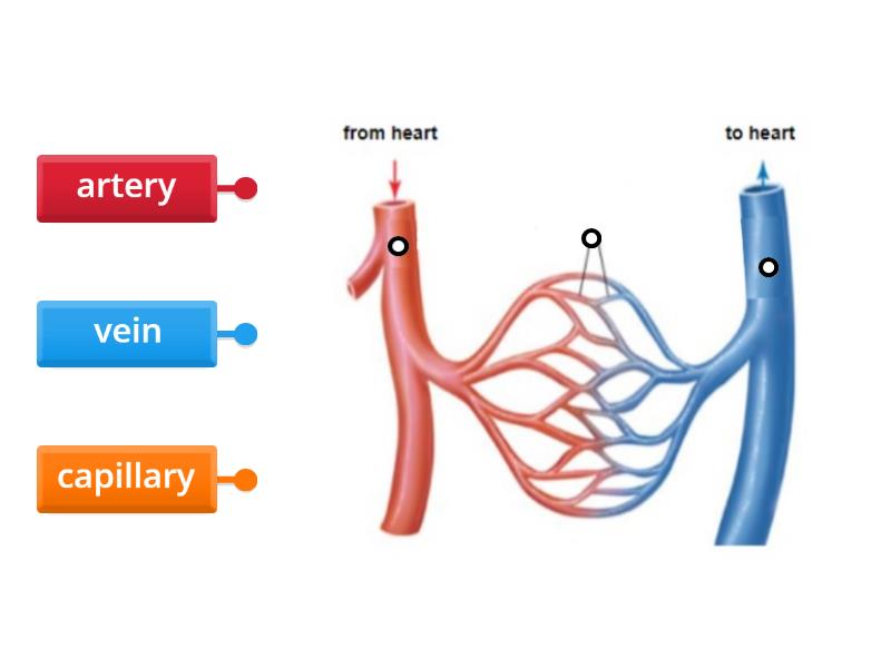 Blood Vessels - Labelled diagram