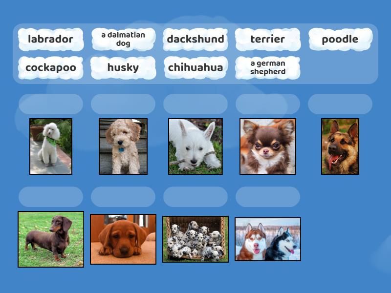 Dog breeds - Match up