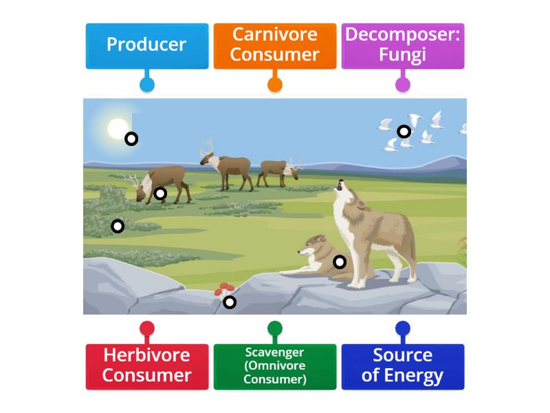 Ecosystem - Labelled diagram