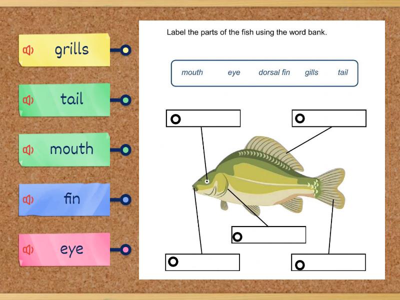 K. Label the Fish - Labelled diagram