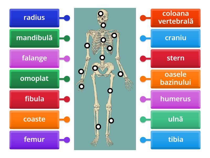 Scheletul uman-oase grupa1 - Labelled diagram