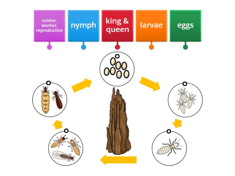 Termite Life Cycle - Labelled diagram