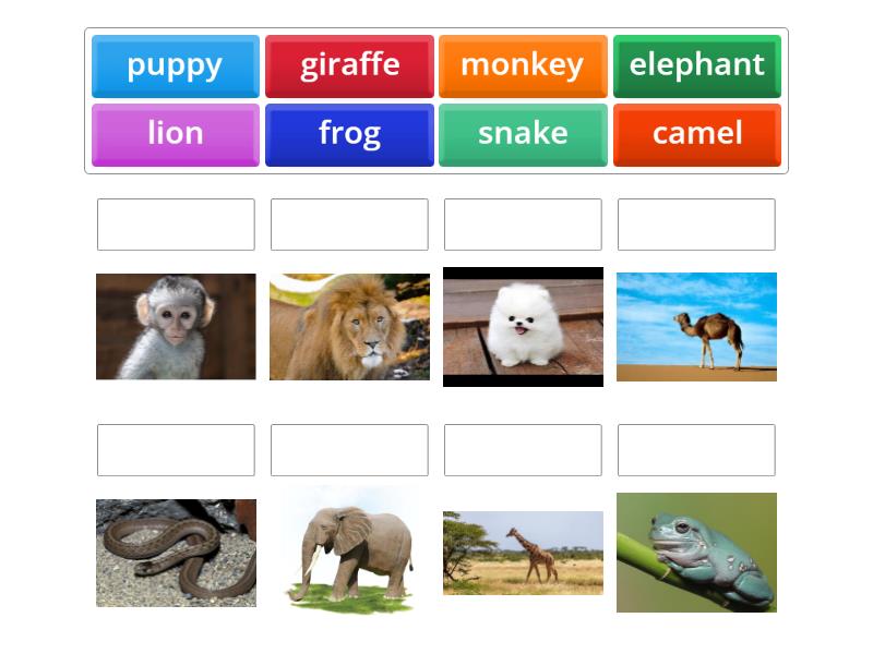 Dear Zoo Vocabulary: Animals - Match up