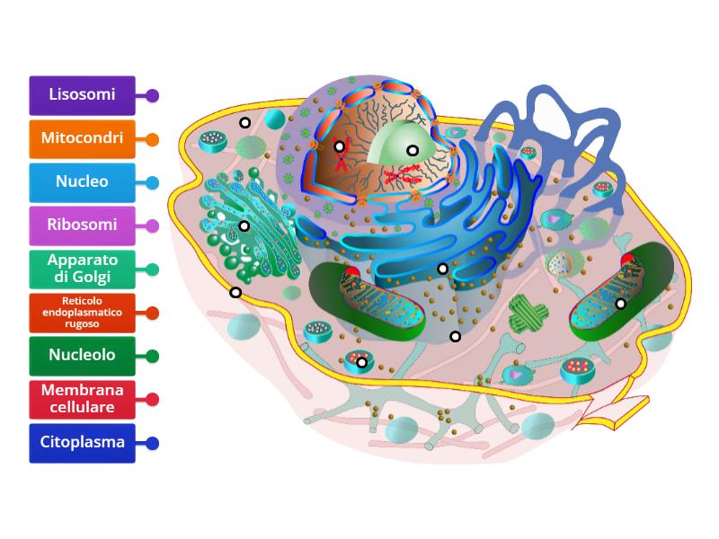 La cellula eucariote animale - Labelled diagram