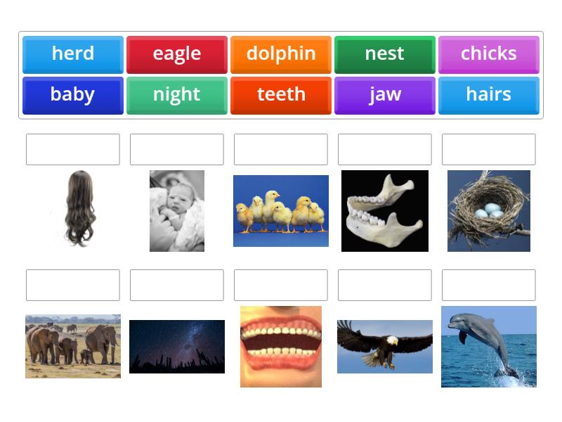 Vocabulary_prefirst_baby animals grow - Match up