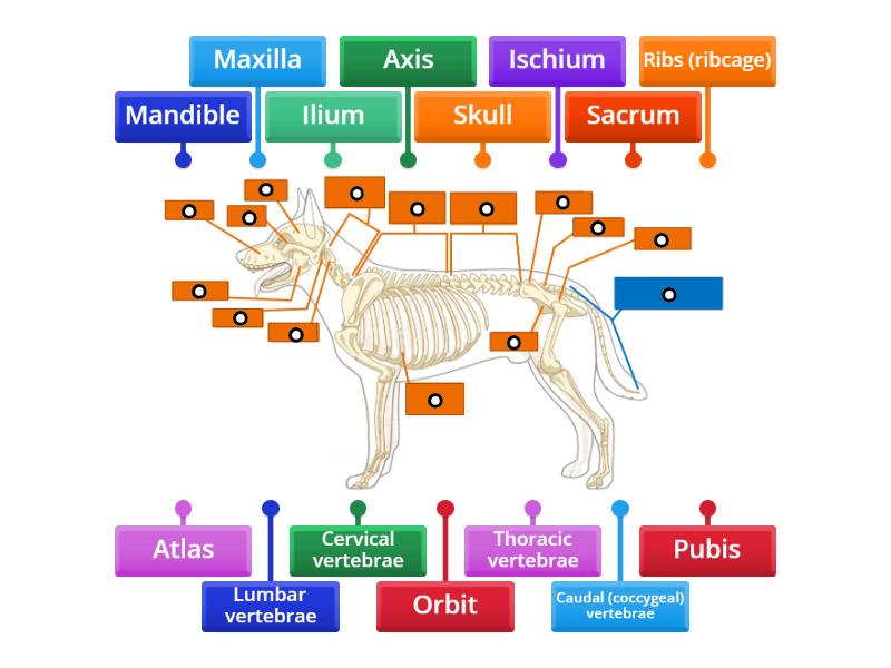 Canine Anatomy - Skeleton part 1 - Labelled diagram