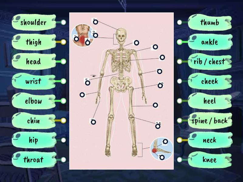 Human body - Labelled diagram