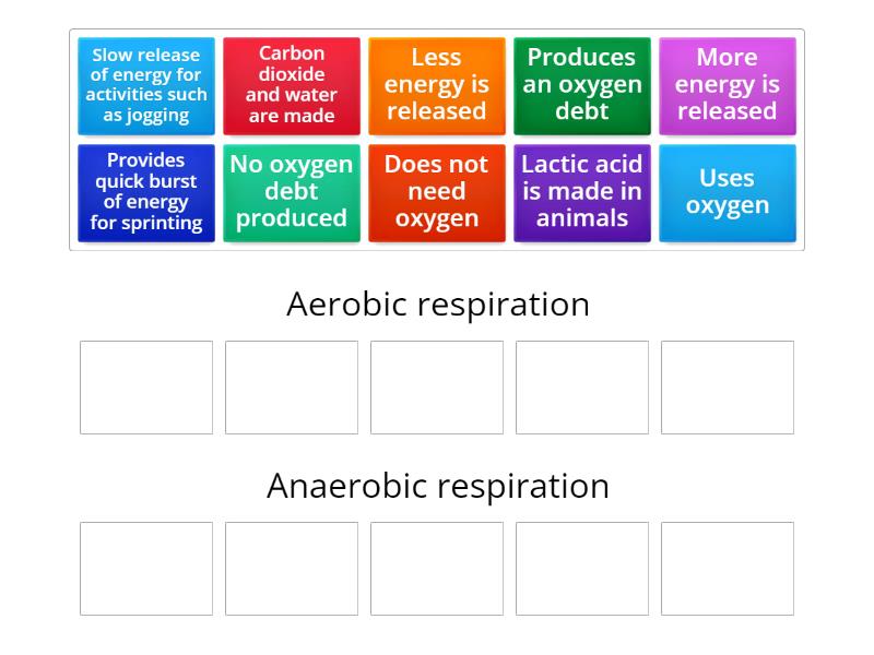 Aerobic respiration v anaerobic respiration sorting - Group sort