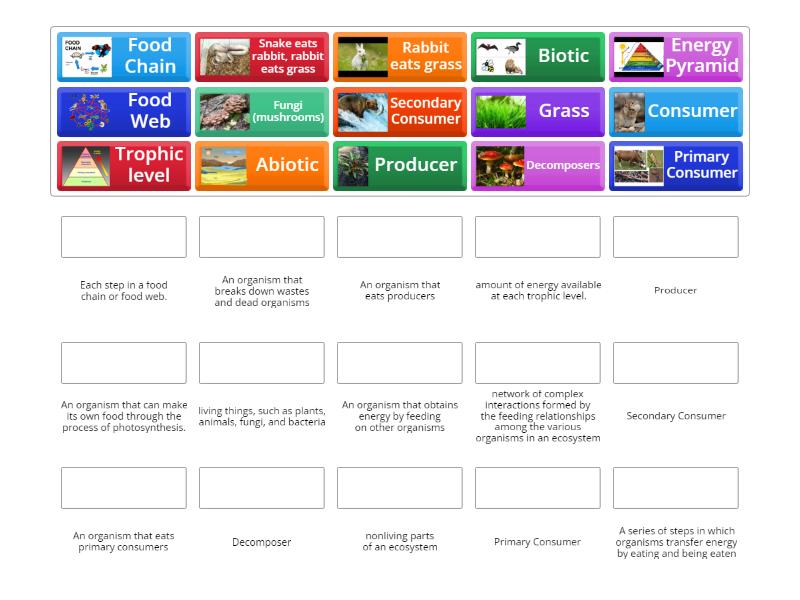 Food Chain, Food Web & Energy Pyramid Biology - Match up