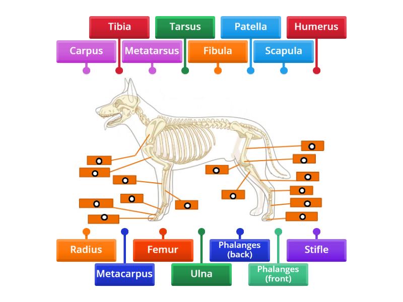 Canine Anatomy - Skeleton part 2 - Labelled diagram