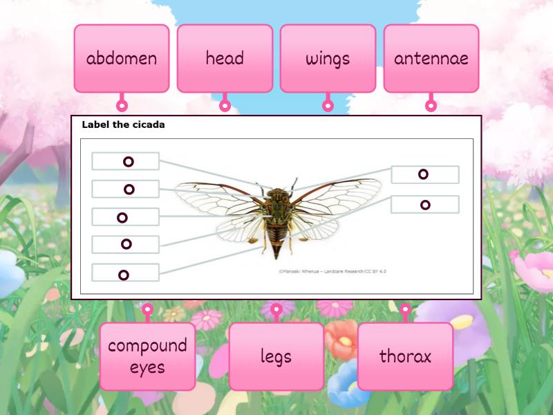 Cicada - Labelled diagram