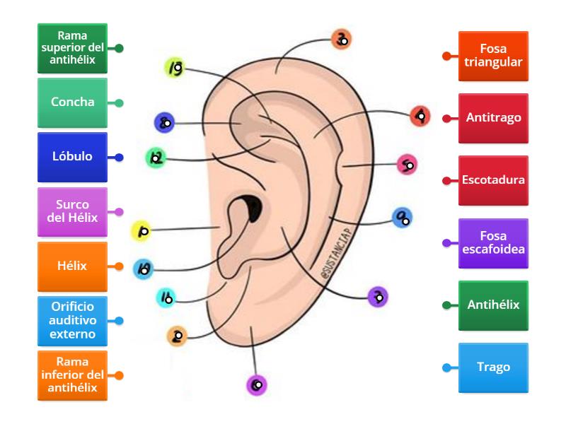 Anatomía Pabellón Auricular - Diagrama con etiquetas