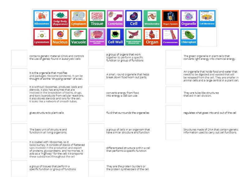 TMS Cell Structure and Function - Match up