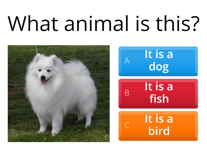 Domestic Animals 3AB - Quiz