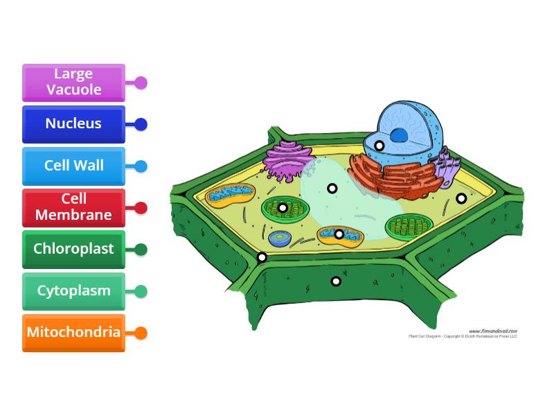 Plant Cell Diagram - Labelled diagram
