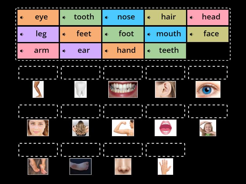 Prepare 5 Unit 5. Body parts - Match up