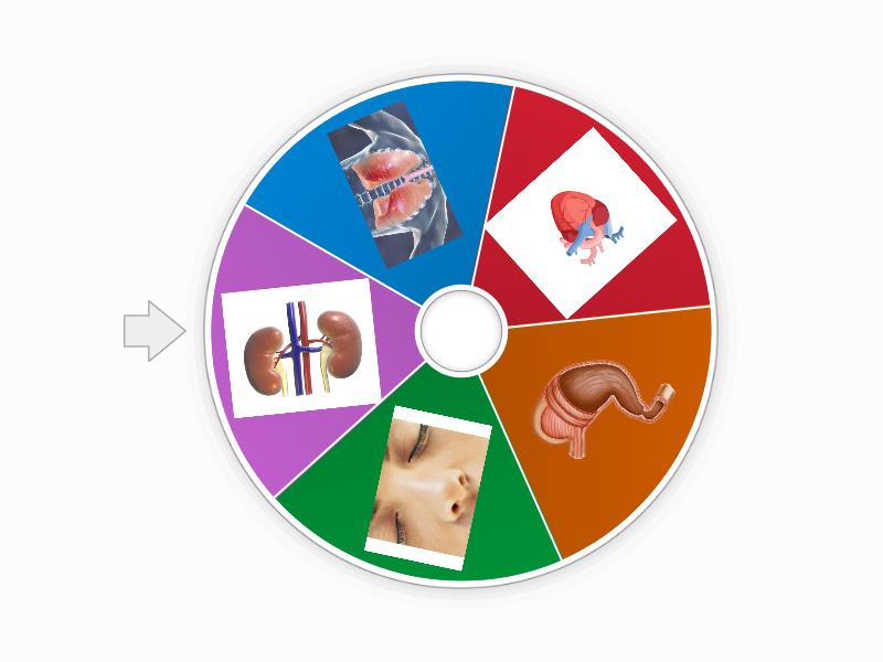 Organ tubuh manusia - Spin the wheel