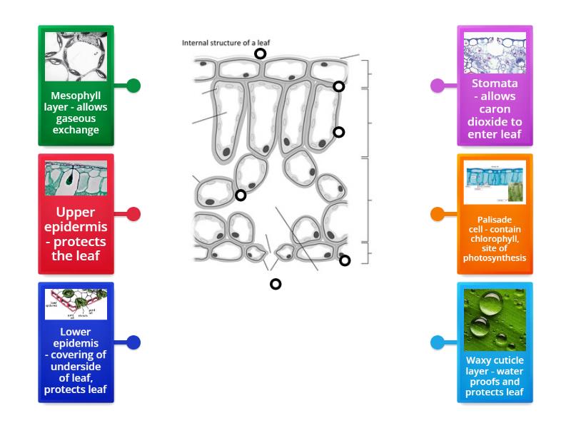 Internal leaf structure and function - Diagrama con etiquetas
