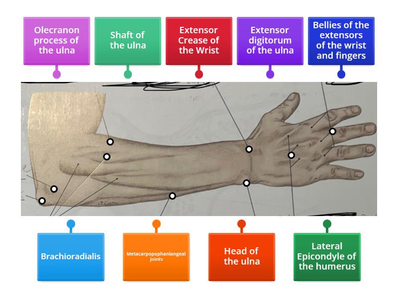 Forearm/Hand - Labelled diagram