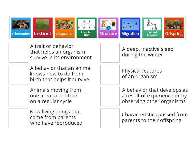 Adaptations, Traits, and Behaviors - Match up