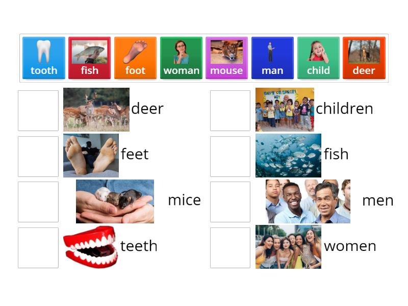 Plurals - Match up
