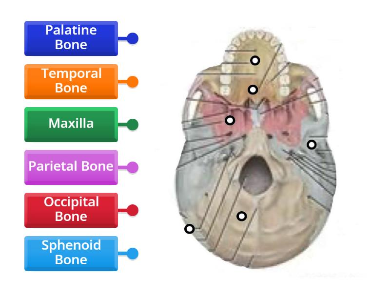 Cranium anatomy underview - Labelled diagram
