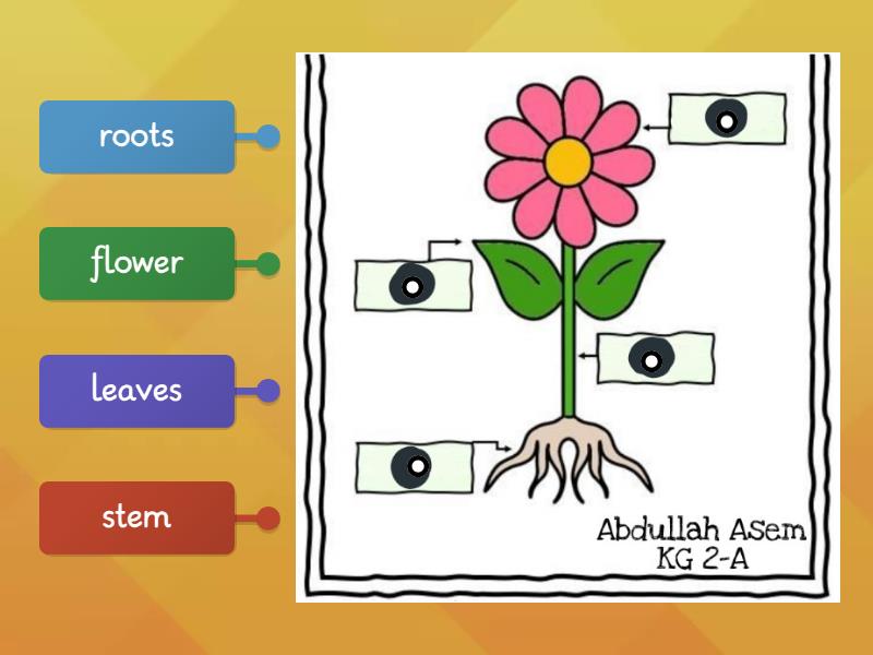 Parts of a Plant - Labelled diagram