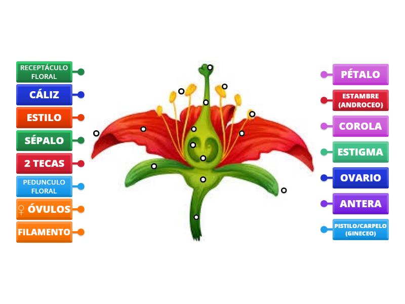PARTES DE LA FLOR 2 - Labelled diagram