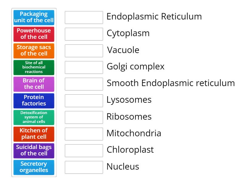 Cell Organelles - Match up