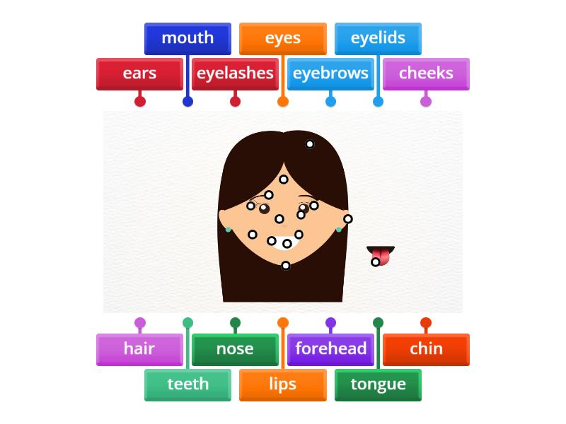 Parts of the face - Labelled diagram