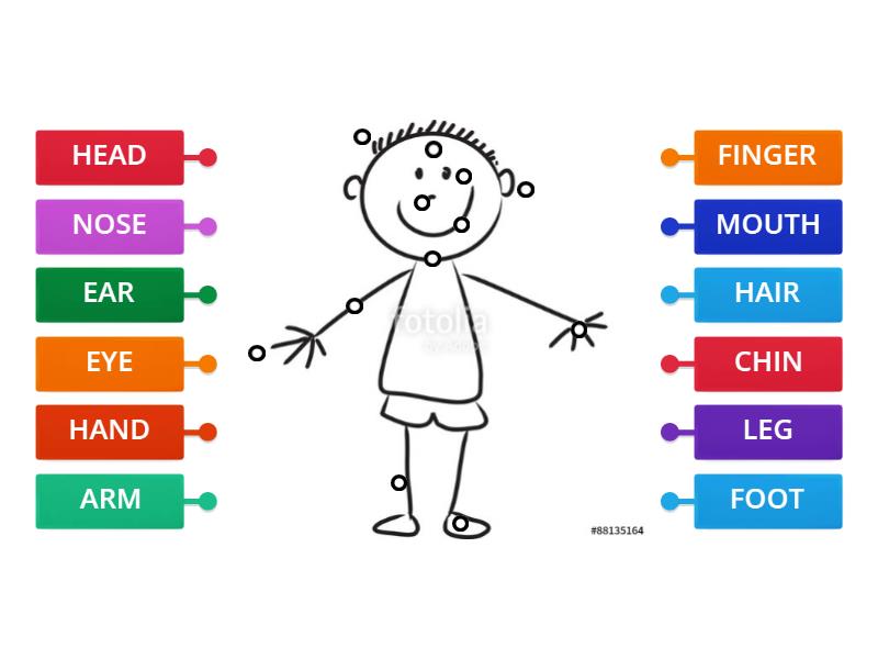 BODY PARTS - Labelled diagram