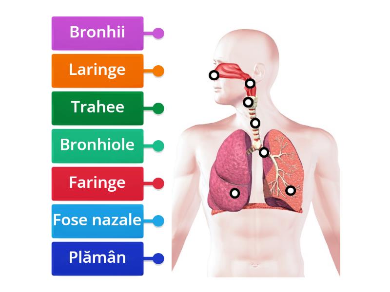 Sistemul respirator - Diagrama con etiquetas