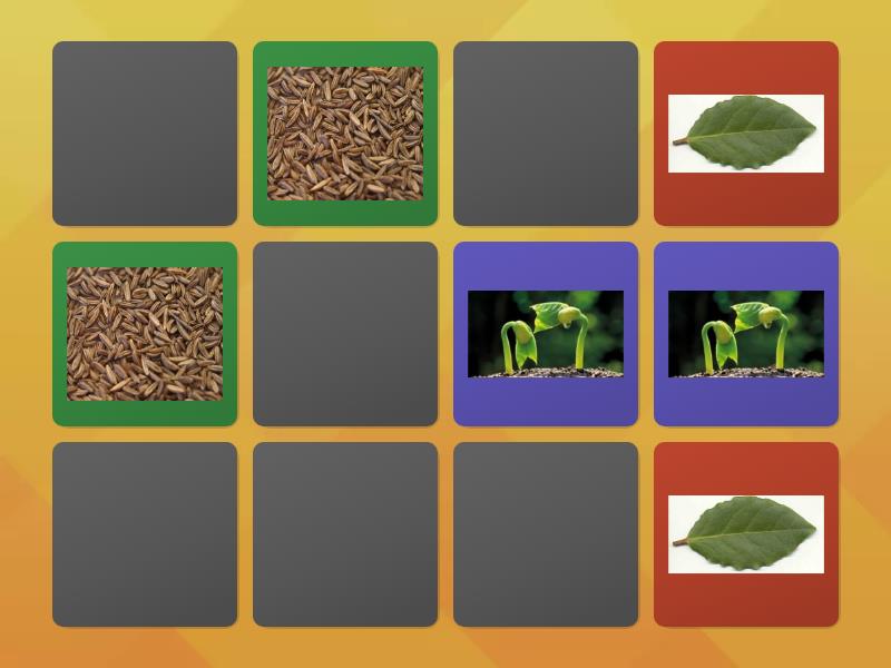 Matching Game(Grow Your Seed With STEM) - Matching pairs