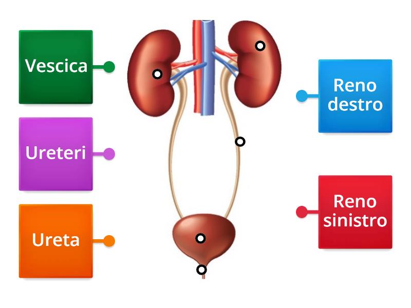 Apparato escretore - Labelled diagram