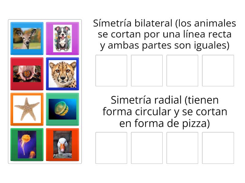 Simetría bilateral y radial de los animales - Group sort