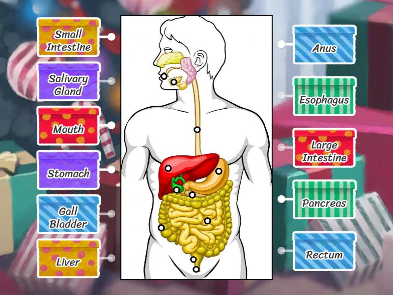 The Human Digestive System - Labelled diagram