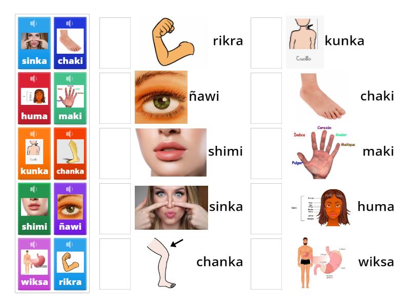 AActividad 3: Runakunapa Ukku. PARTES DEL CUERPO - Match up