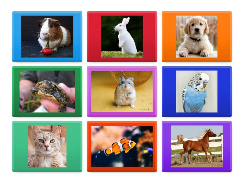 What are these pets? - Flip tiles