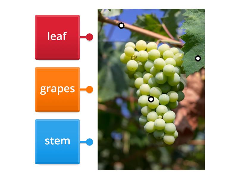 Labelling Fruit - Diagrama con etiquetas