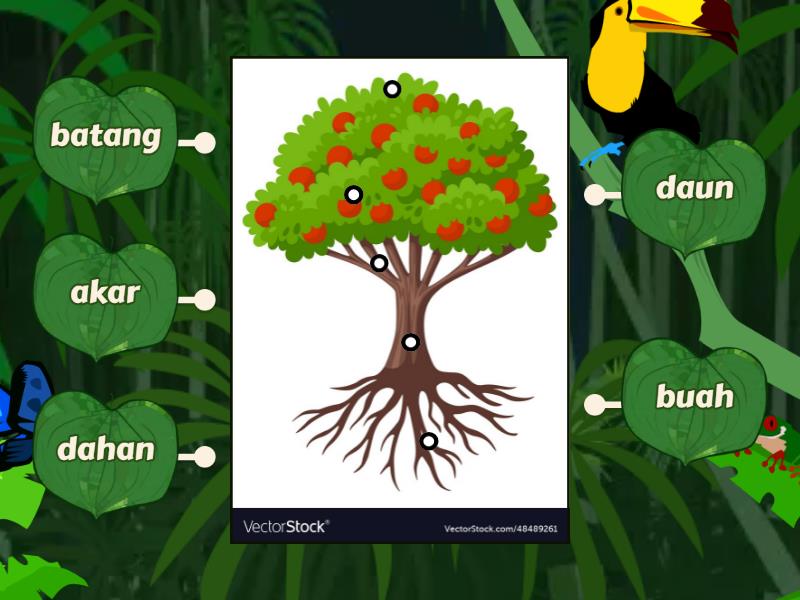 Bahagian Tumbuhan!! - Labelled diagram