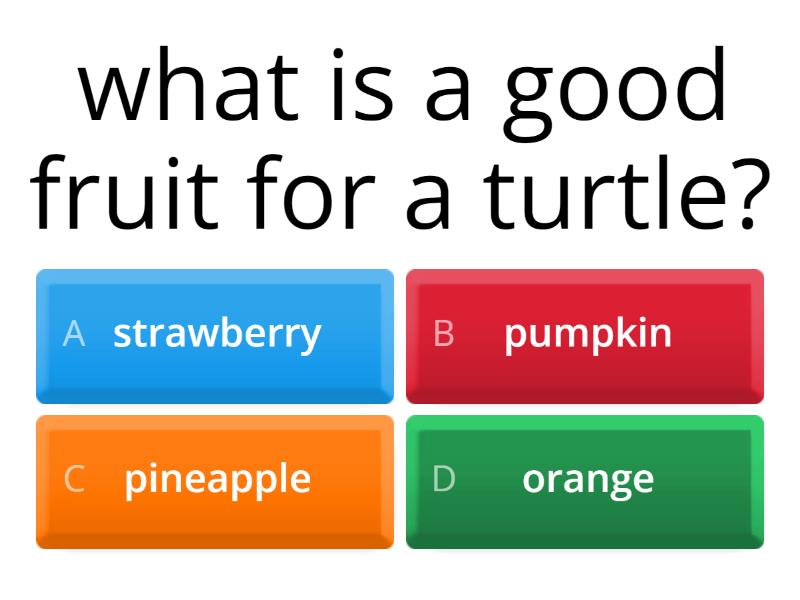 Turtle Vol. 2 - Quiz