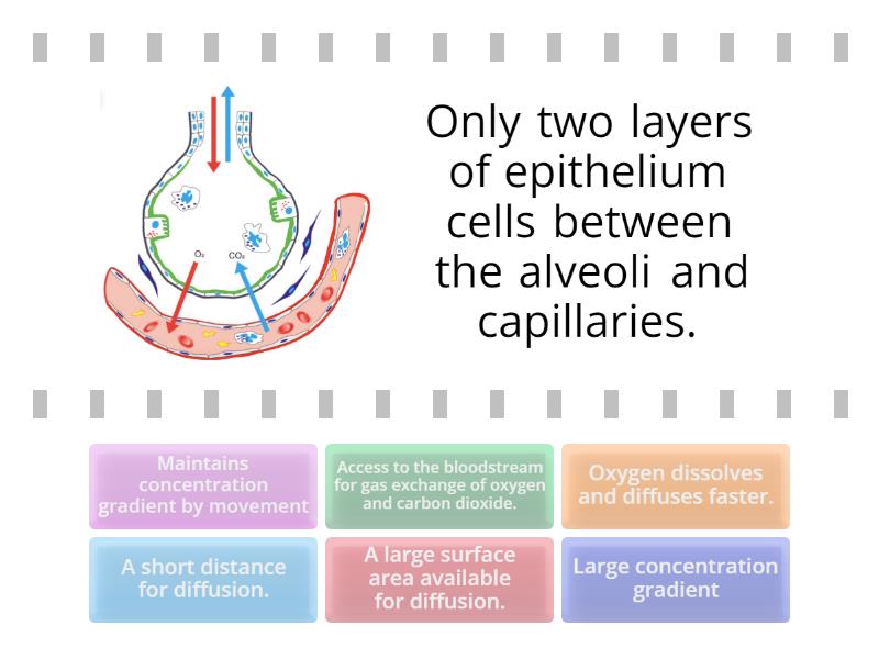 KS5 Adaptations of the Alveoli - Encontre a combinação