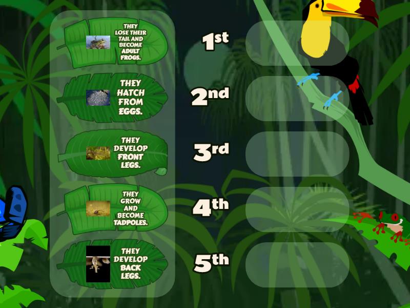 LEARNING LANDSCAPE 3 - UNIT 1 NS (LIFE CYCLE OF FROGS) - Rank order
