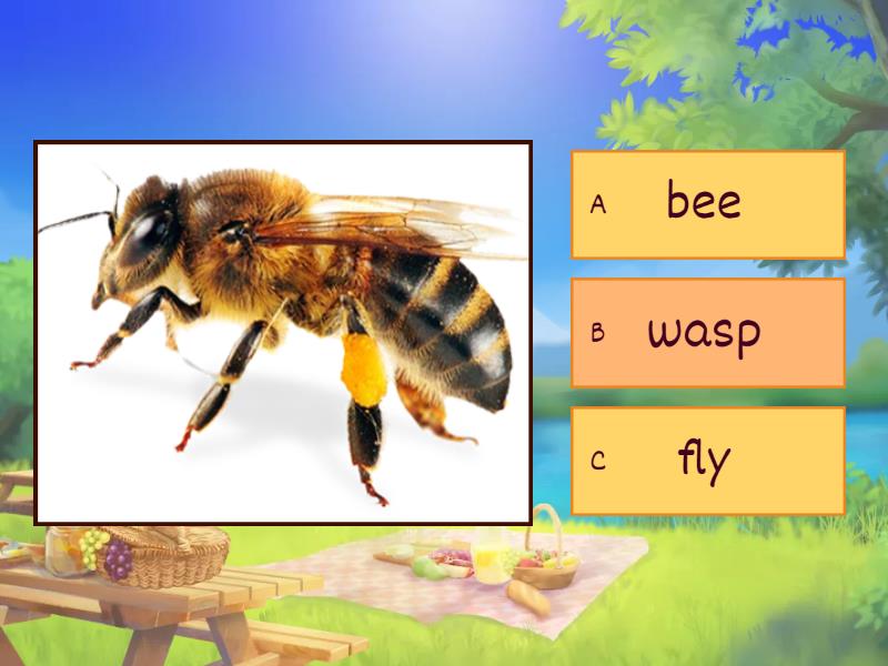 Easy 2 - Unit 4 - Insects - Quiz