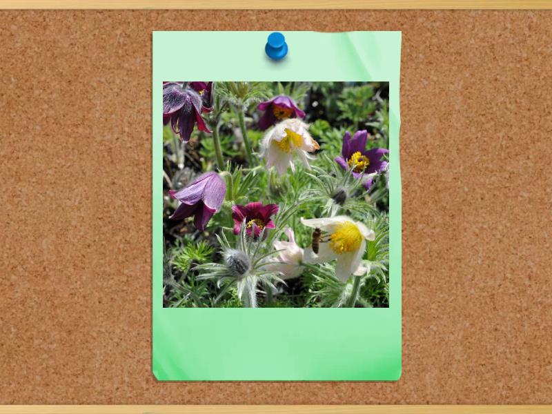 RHS 2 Plant ID PCA2 - Flash cards