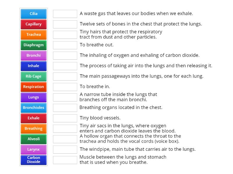 Respiratory System - Match up